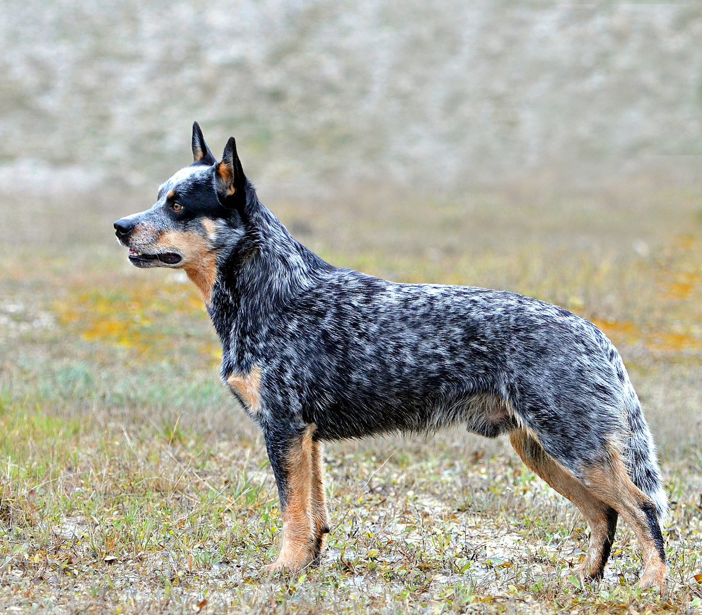 Australian Cattle Dog - Depend On Dogs