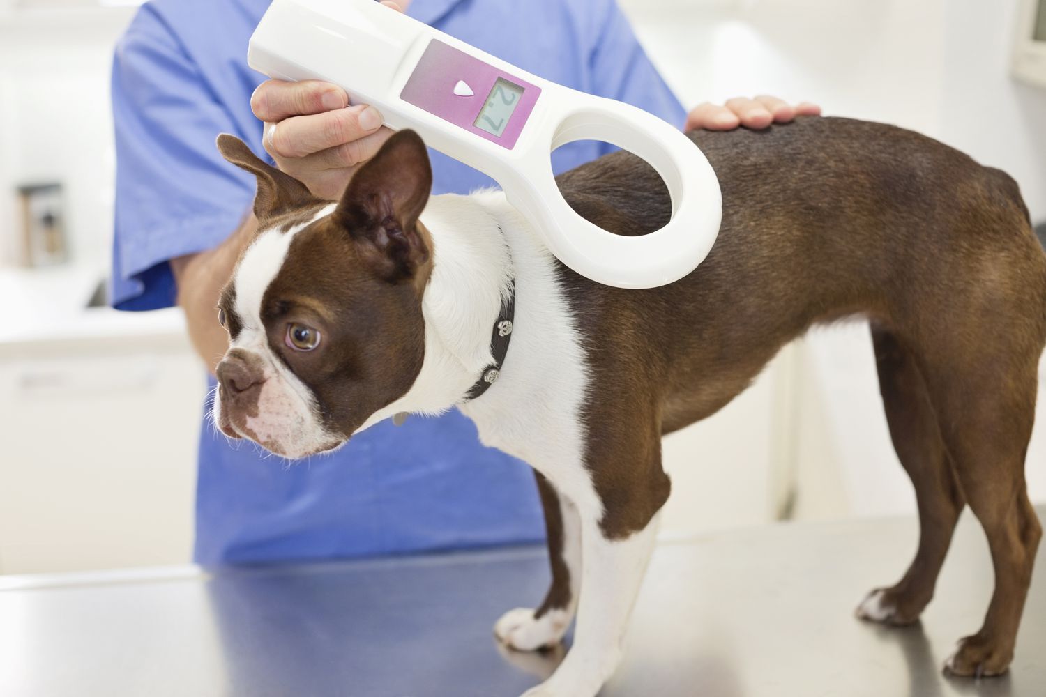 Can You Feel a Microchip in Your Dog? Here's What You Need to Know ...
