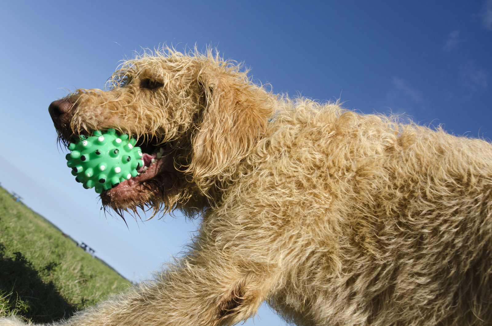 Do Labradoodles Shed Puppy Coat