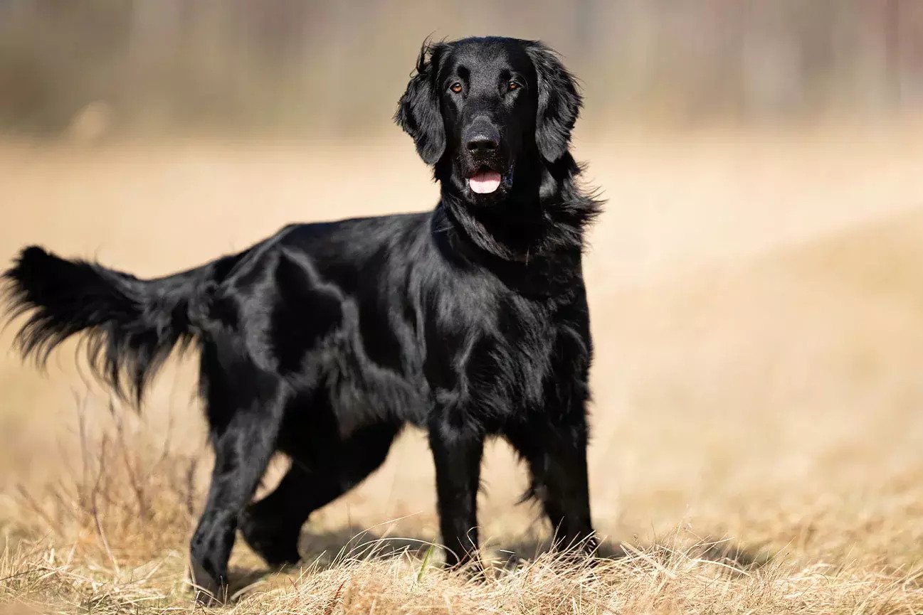 The Adorable Black Golden Retriever - Depend On Dogs