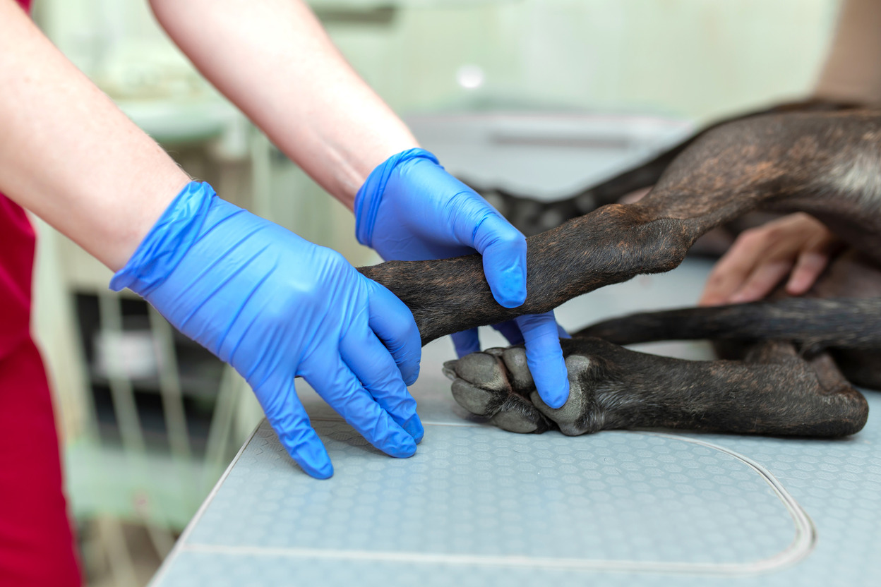 Can Dogs Pull Muscles Understand Causes Treatment Depend On Dogs Can Dogs Pull Muscles Understand Causes Treatment Depend On Dogs