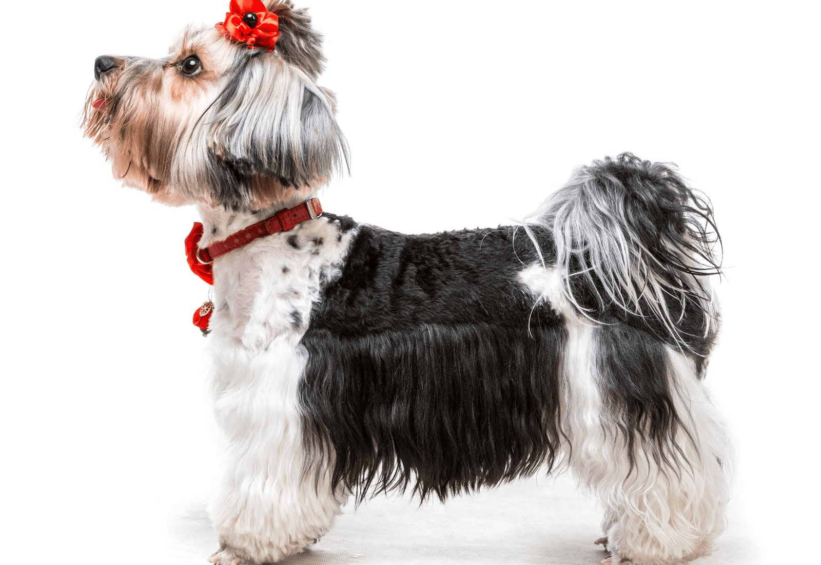 Beyond Cute: The Irresistible Charm of The Parti Yorkie - Depend On Dogs