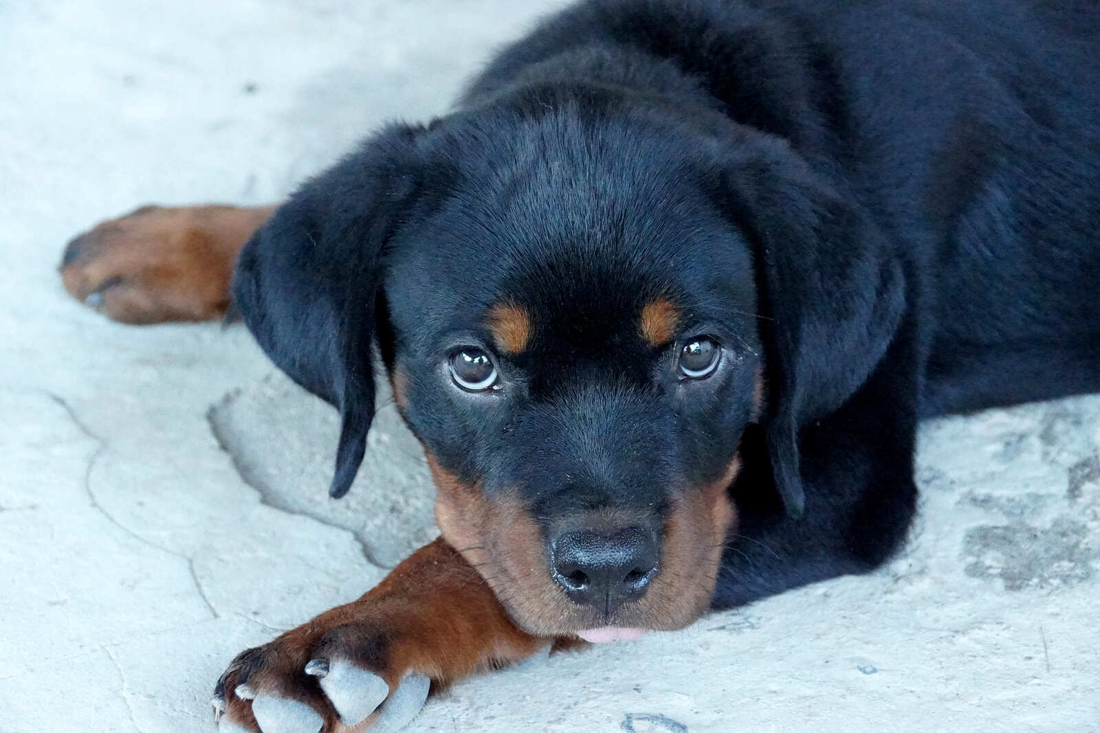 Are Rottweiler Puppies Lazy