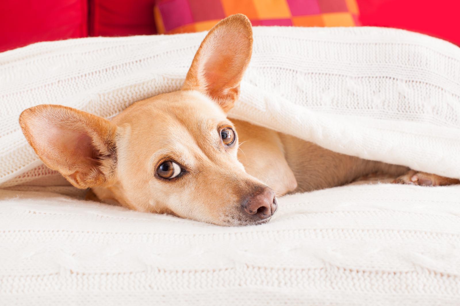 Canine Brucellosis: What You Need to Know - Depend On Dogs