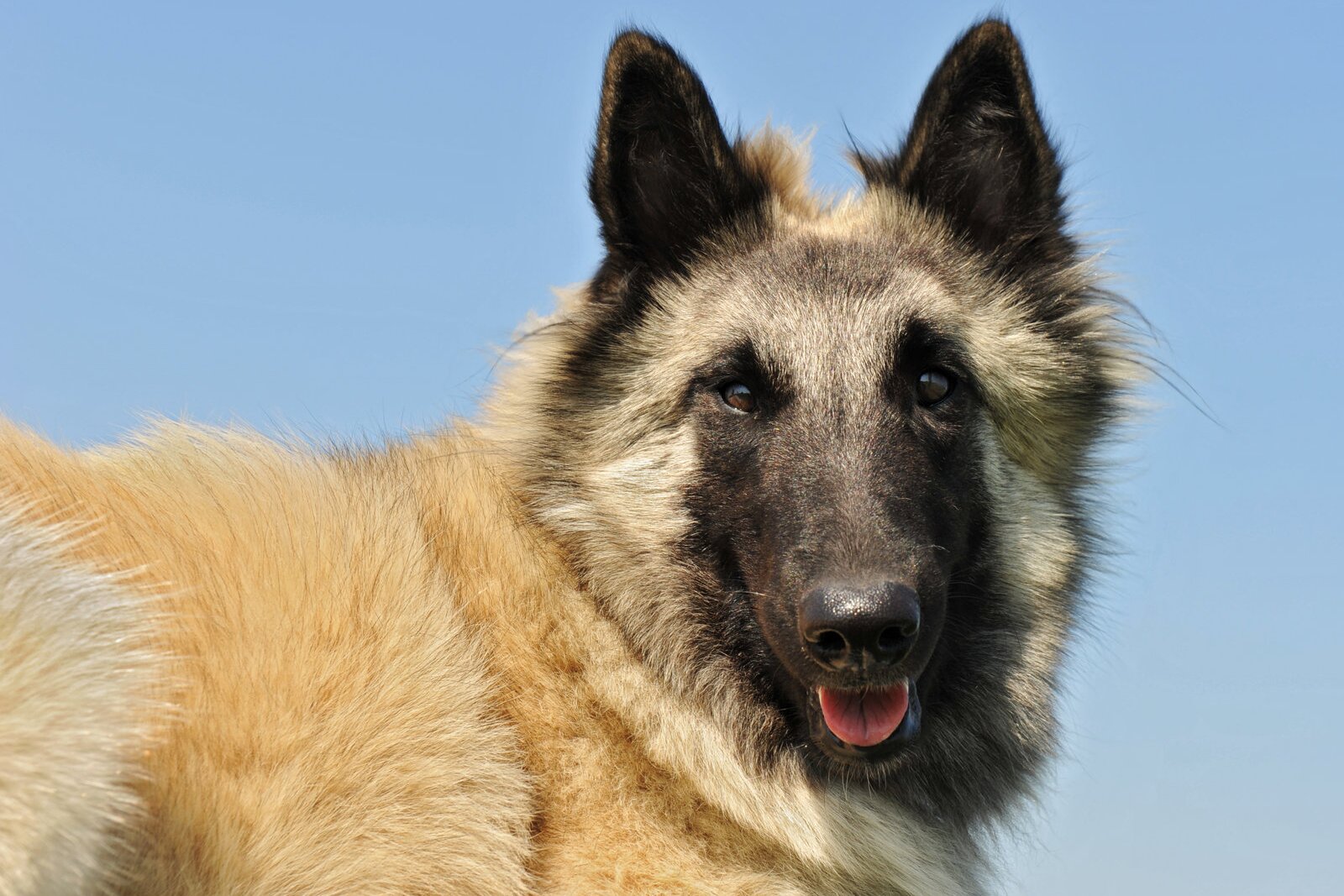 Get to Know the Belgian Tervuren: Intelligent and Loyal - Depend On Dogs