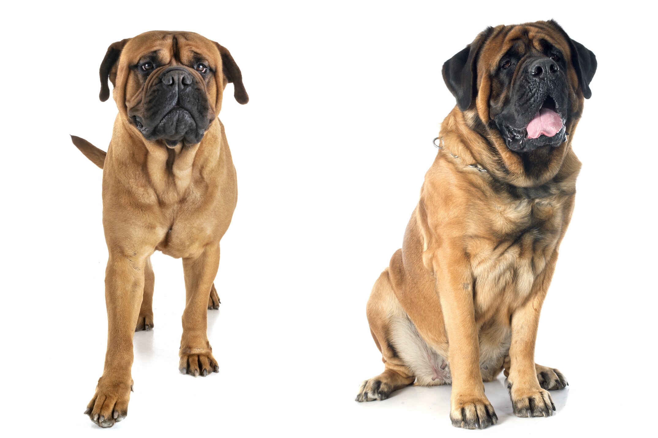 Bullmastiff Vs Mastiff: The Battle of the Big Dogs - Depend On Dogs