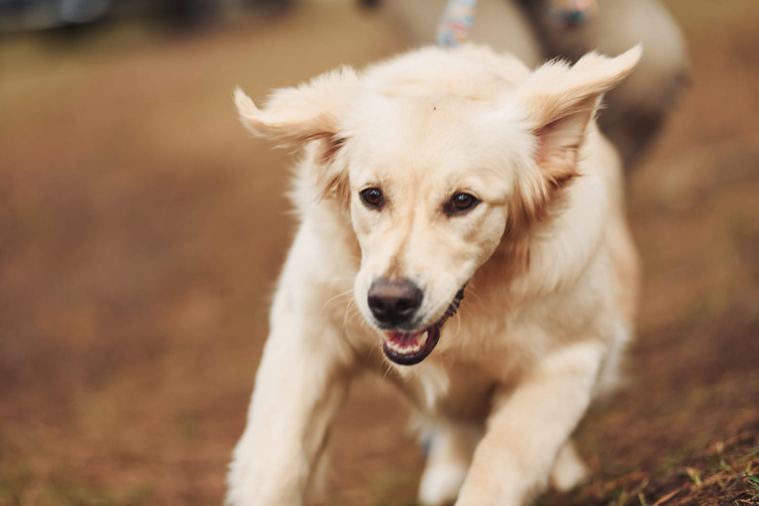 How Far Can A Dog Run Into The Woods? - Depend On Dogs
