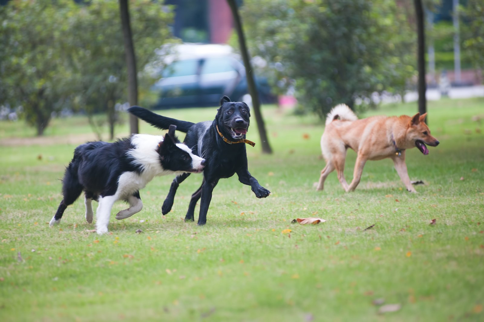 Find Out The Top 5 Bend Oregon Dog Parks - Depend On Dogs