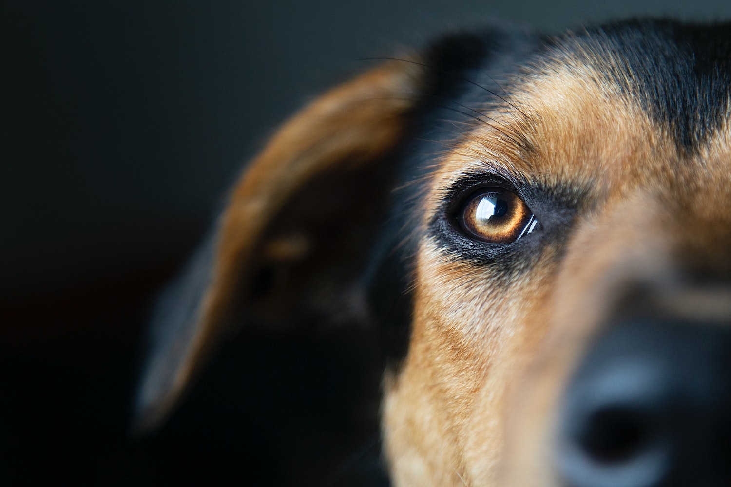 Dogs Red Eye: Understanding And Treatment - Depend On Dogs