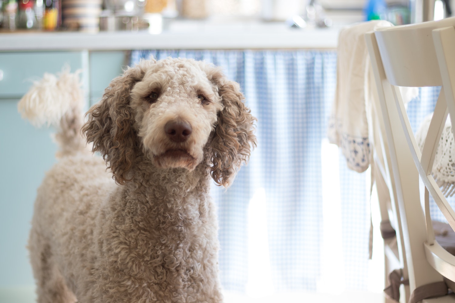 How To Train A Poodle Not To Bite - Depend On Dogs