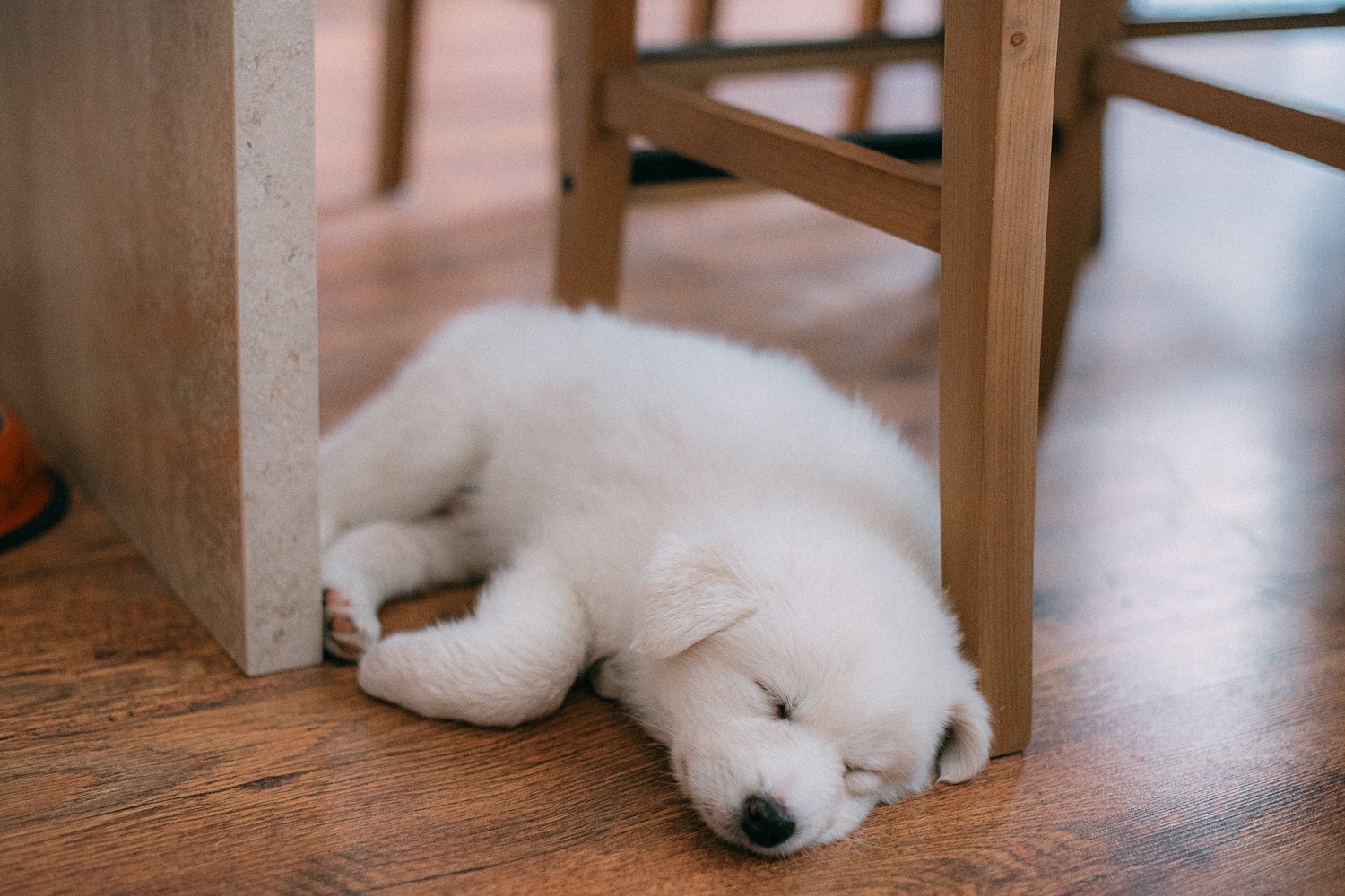 Sleepy Pup Alert: Overtired Puppy Symptoms - Depend On Dogs