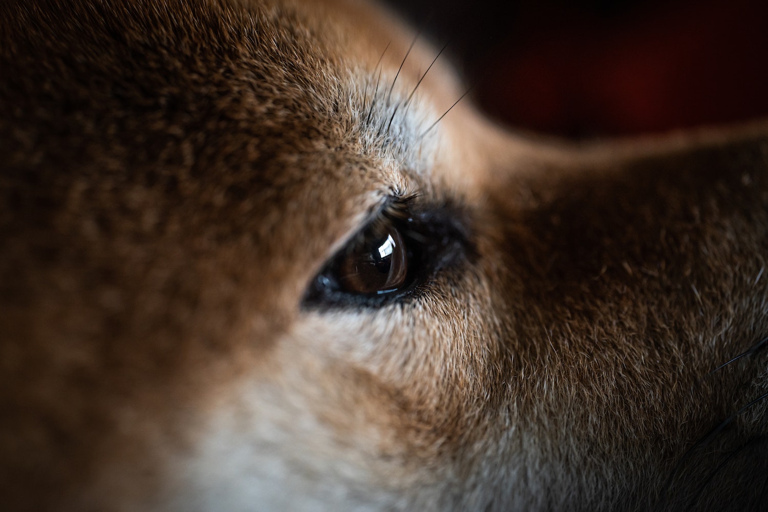 Canine Complexion: Can Dogs Get Pimples? - Depend On Dogs