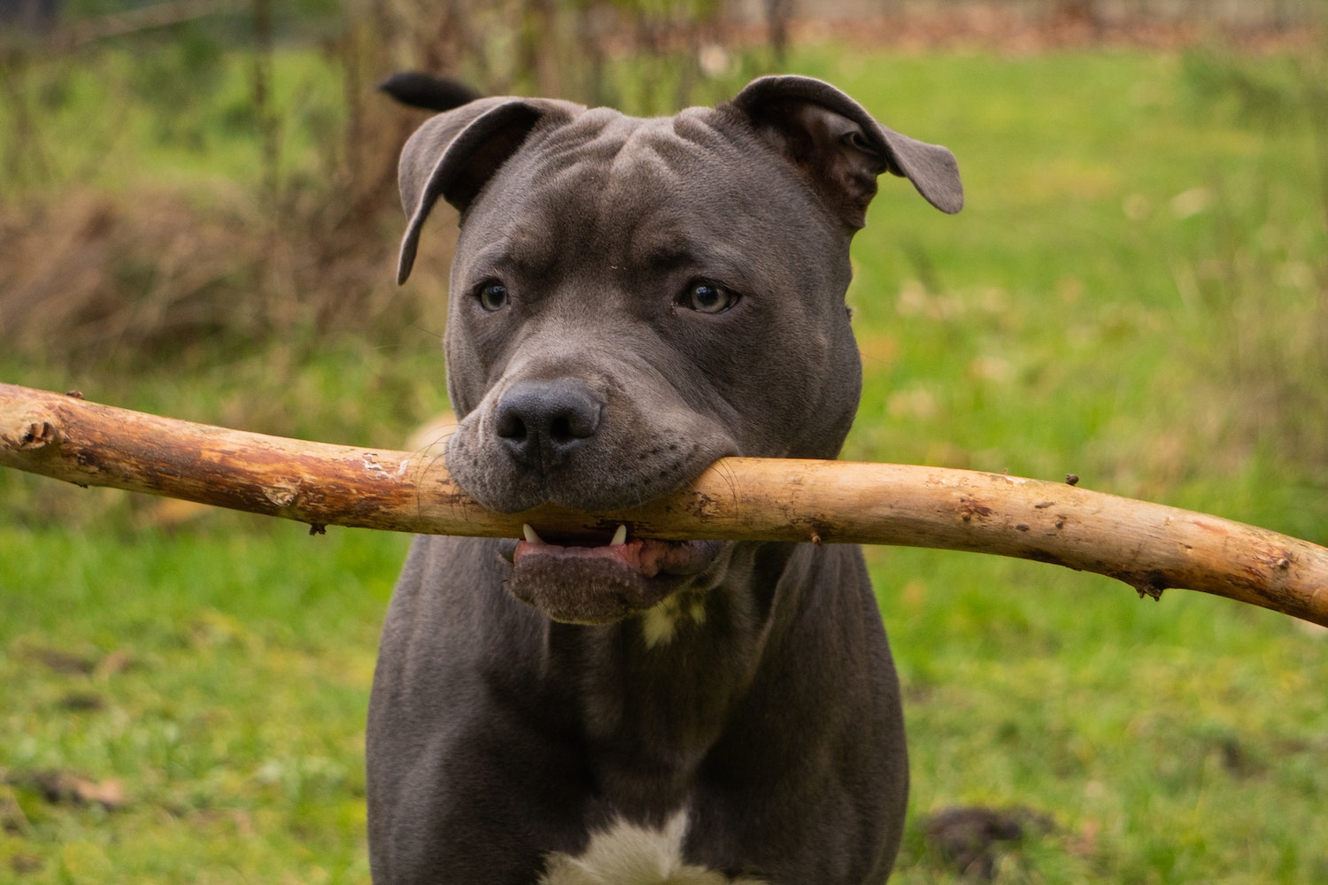 Staffordshire Bull Terrier Skin Problems - Depend On Dogs