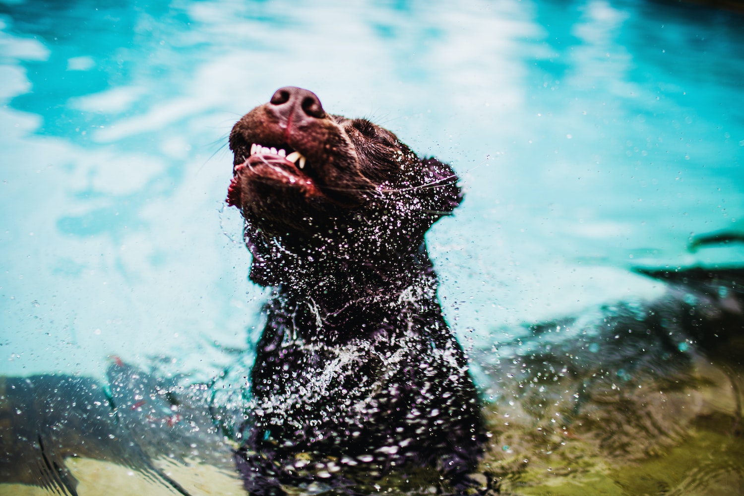 Why Do Wet Dogs Smell? The Science Behind the Stink!