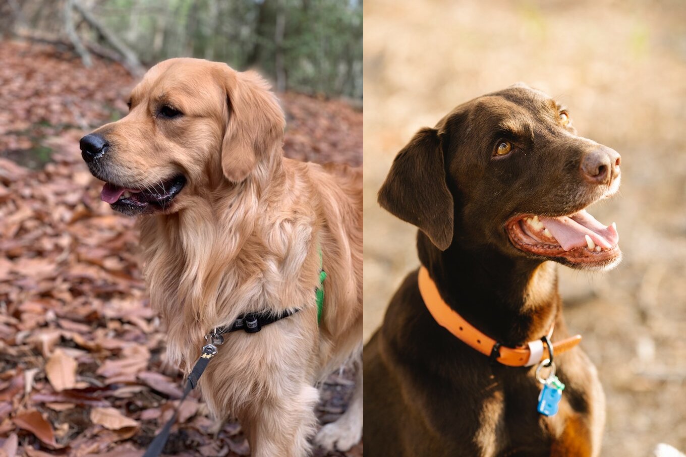 Golden Magic: Charm Of The Goldador Breed - Depend On Dogs